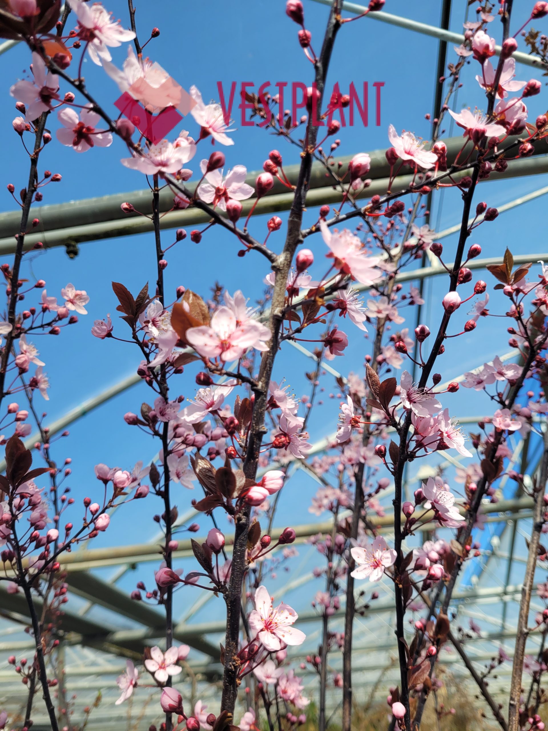 Prunus cerasifera 'Nigra' - VestPlant